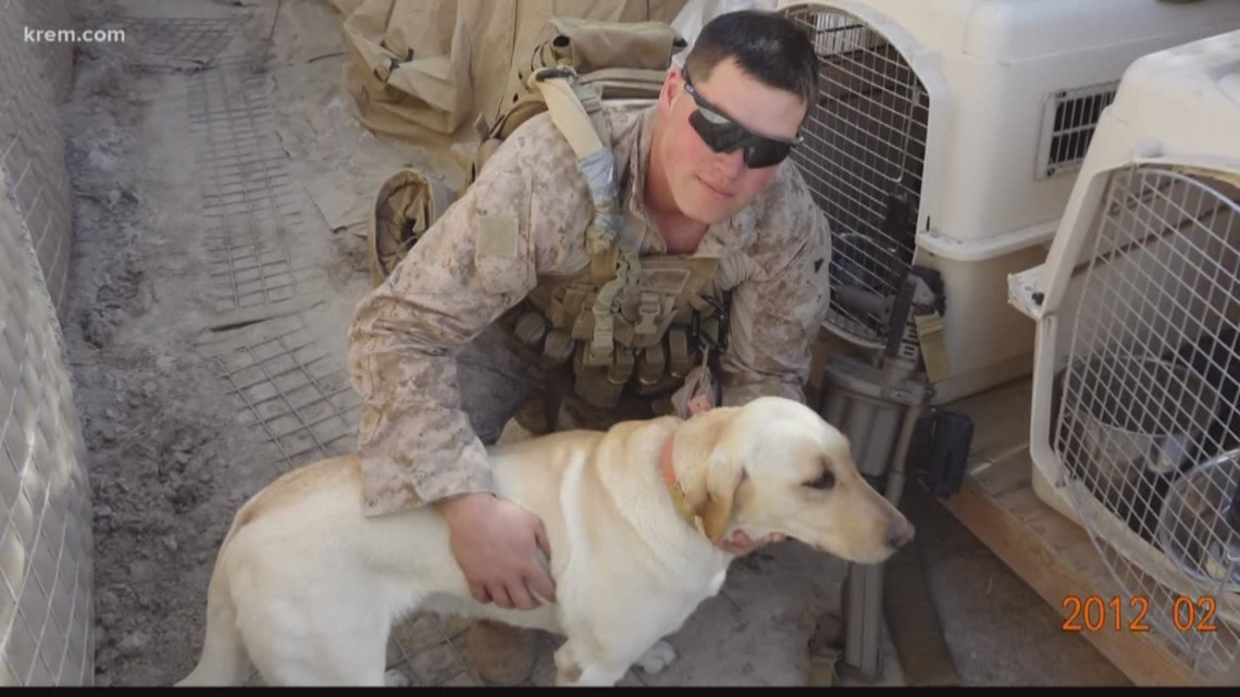 Former marine reunited with bomb-sniffing dog he served with overseas ...