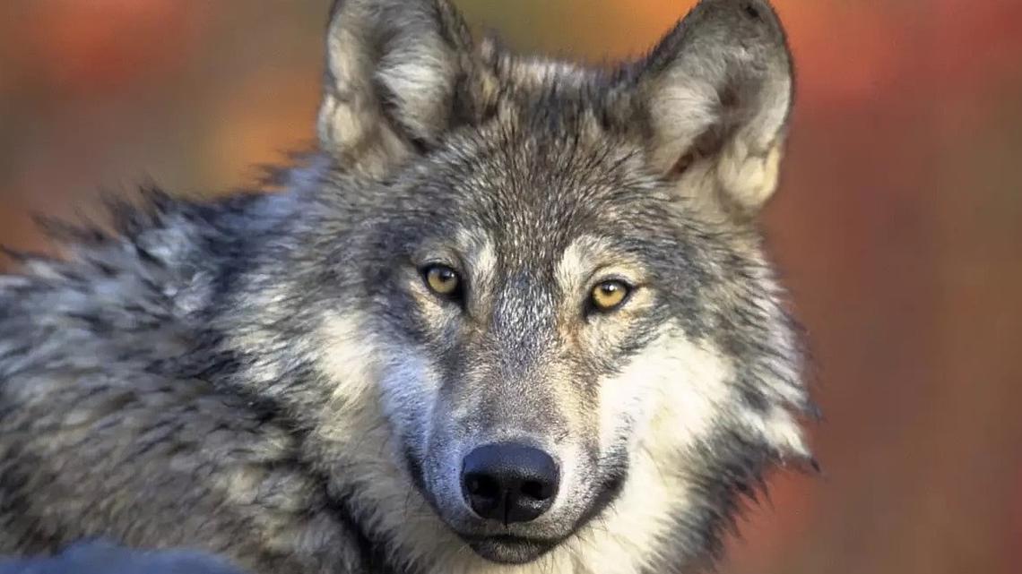 Western gray wolves wrongly denied protection, federal judge in ...