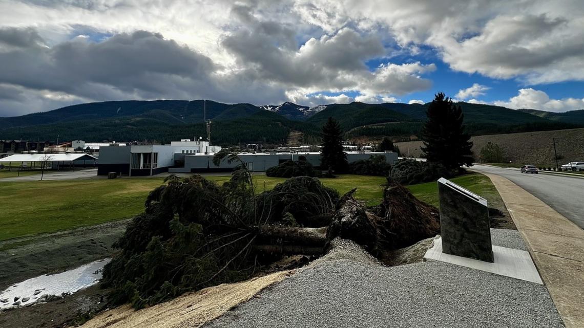 Kellogg School District to replant trees toppled in wind storm | krem.com