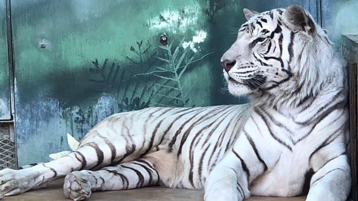 ‘He brought joy to so many’: Cat Tales mourns loss of beloved tiger ...
