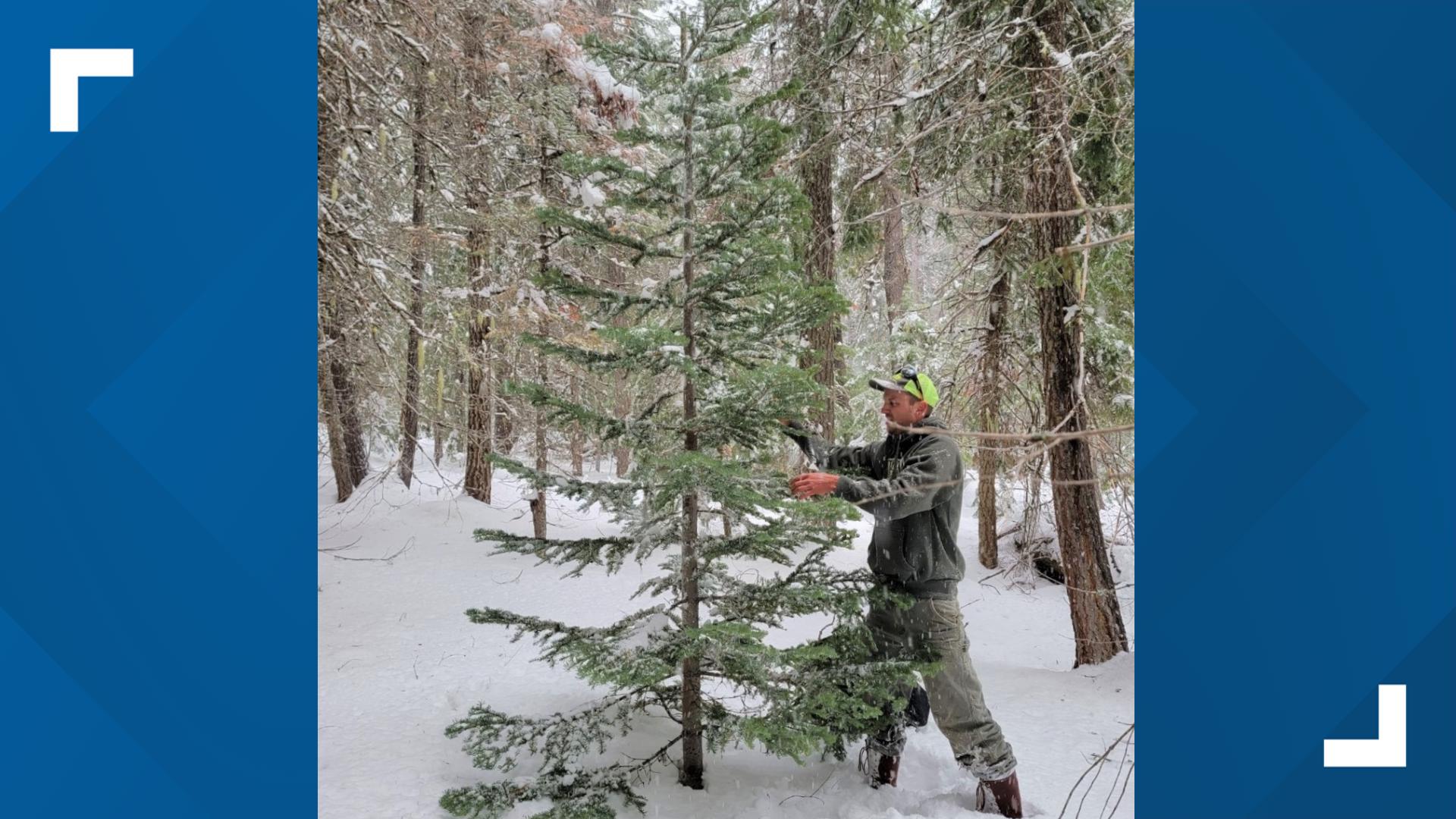 BLM launches 'one dollar, one tree' holiday savings across Washington, Oregon public lands ...