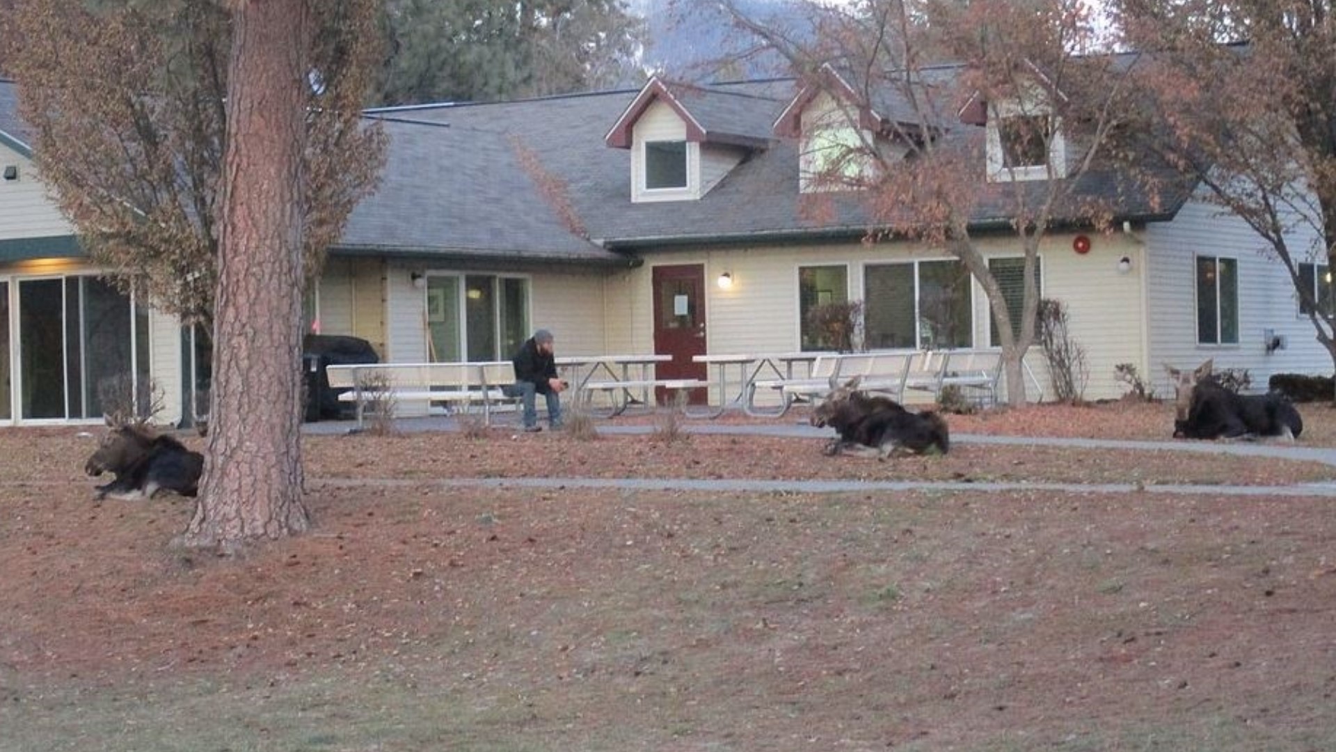 Moose trio visits Lake Wood Ranch | krem.com