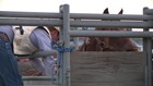The 56th annual Cheney Rodeo is coming into town this weekend | krem.com