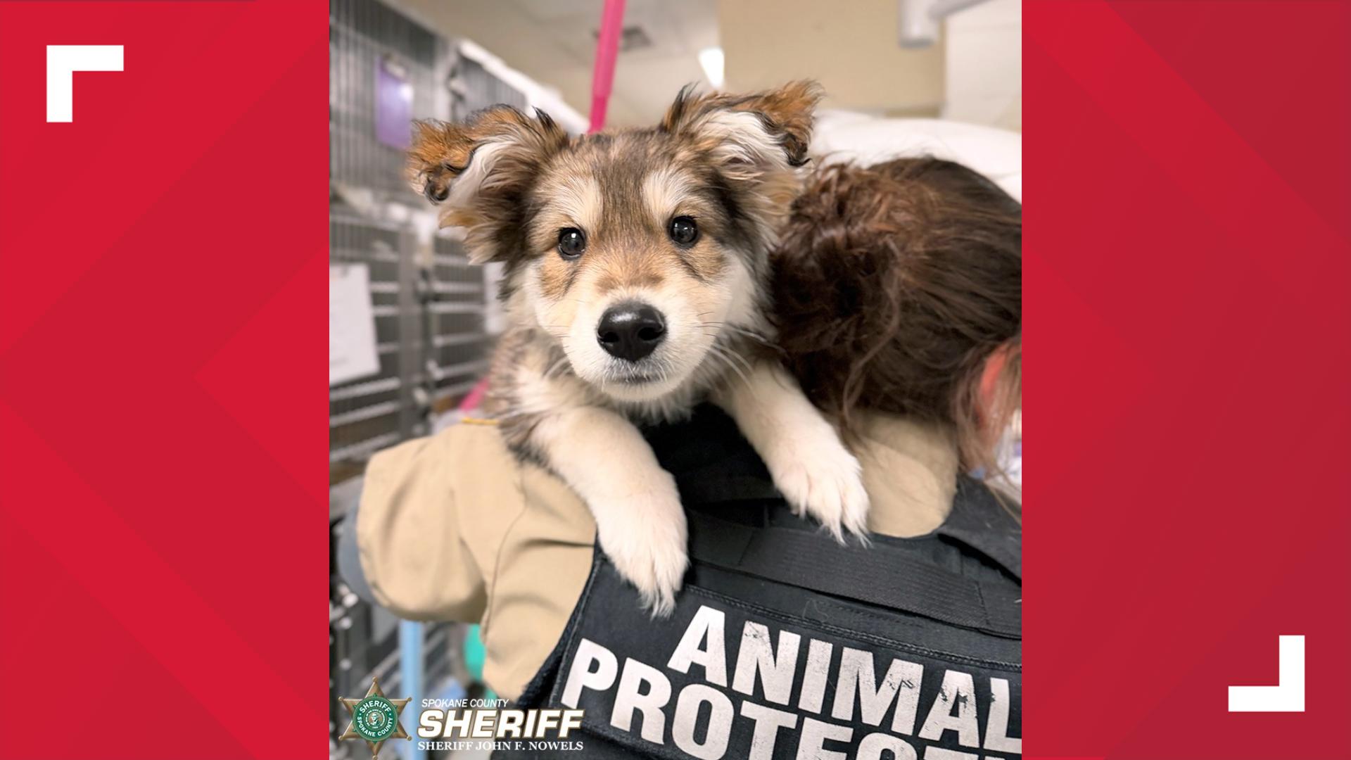 Spokane Valley police arrest suspect for alleged animal cruelty charges ...