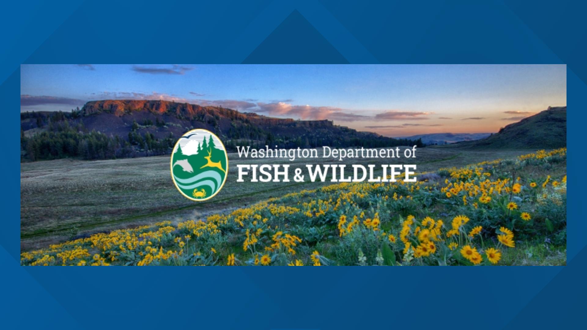 Washington to launch 'MyWDFW' app for digital hunting, fishing licenses ...