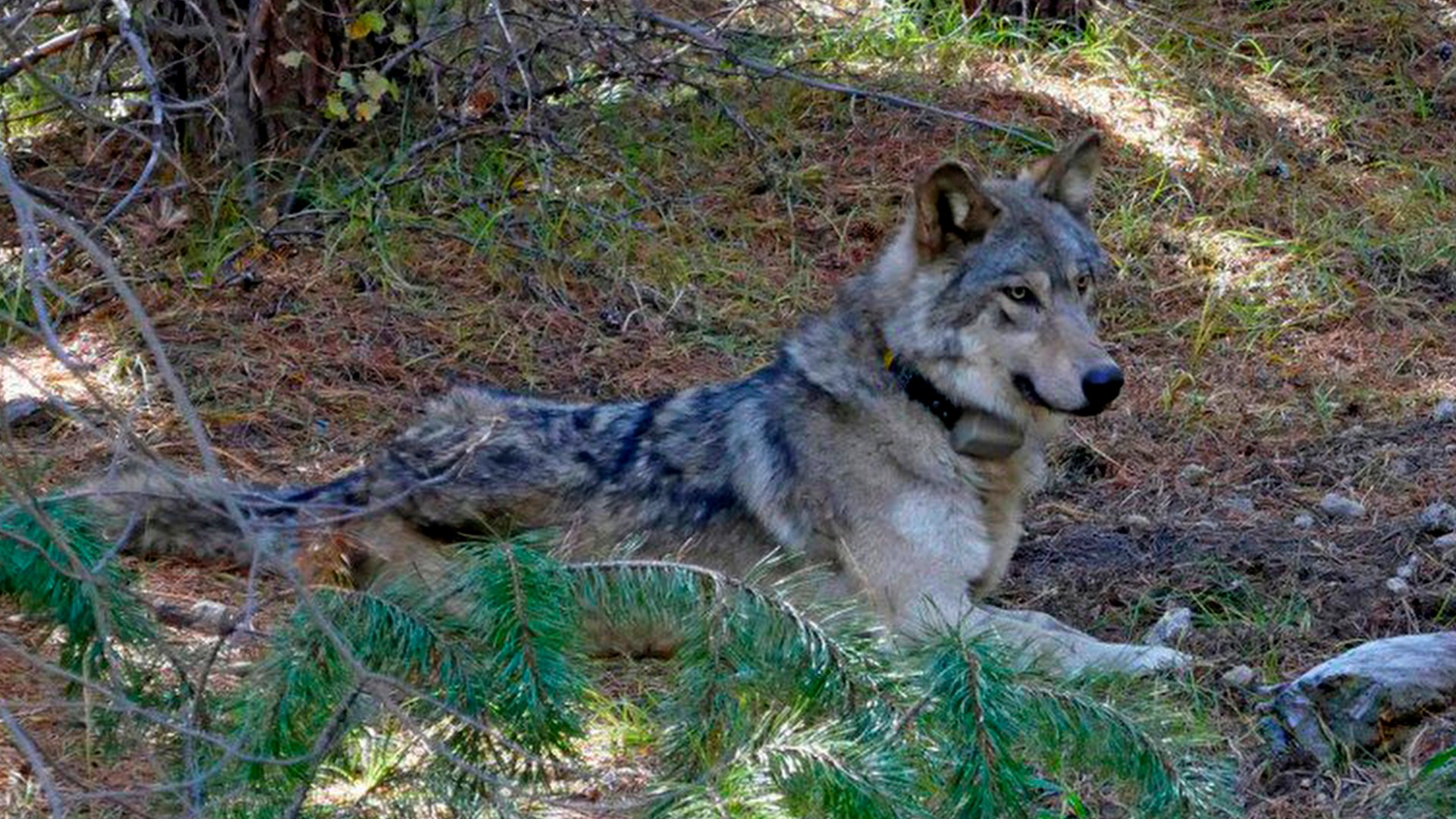 WDFW approves killing of Leadpoint pack wolves | krem.com