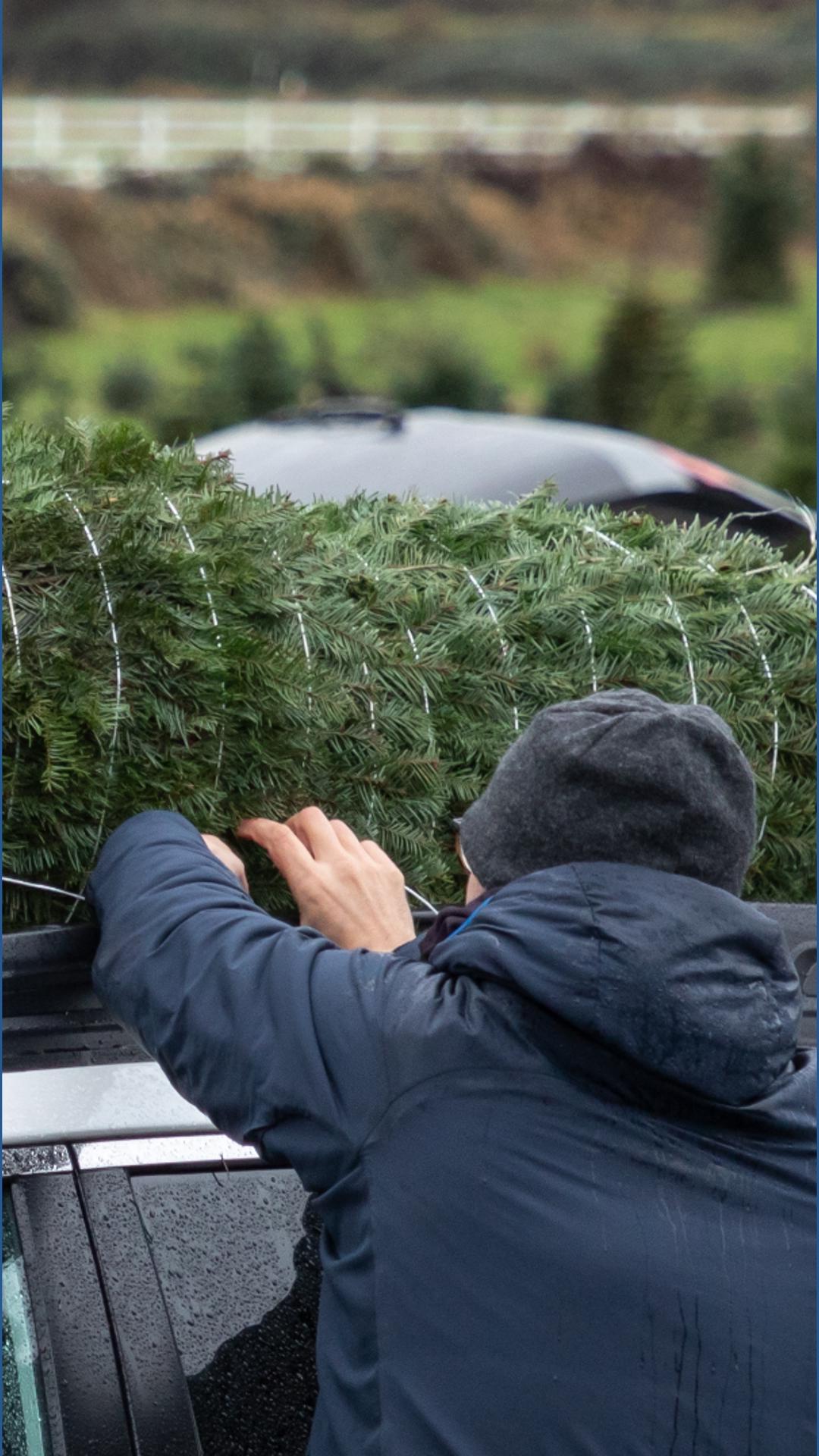 AAA shares safety tips for transporting real Christmas trees | krem.com