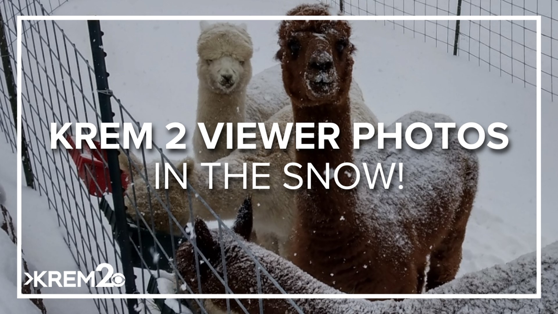 KREM 2 viewers sent in their pet's snow photos! | krem.com