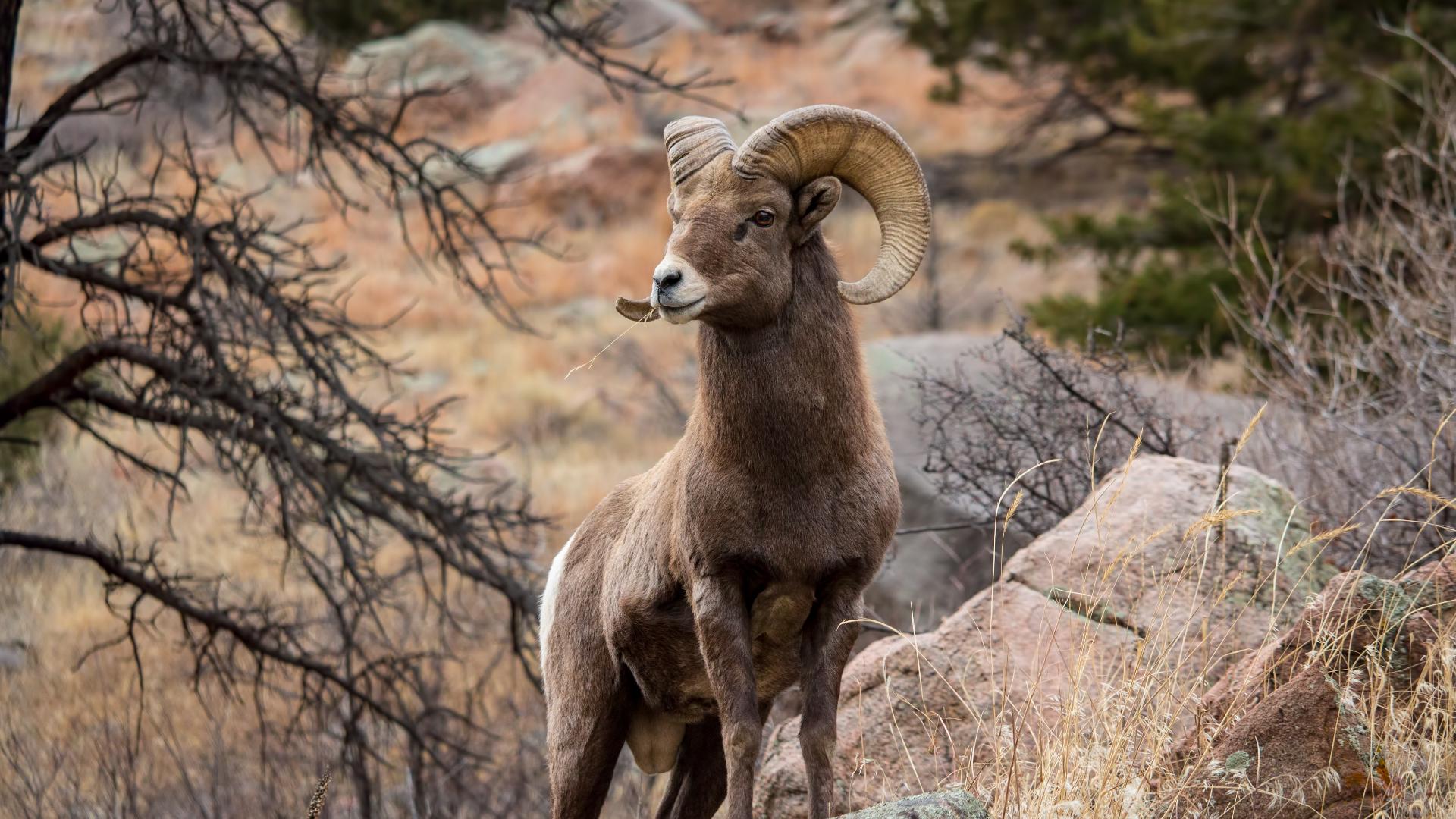 Washington, Idaho officials seek information on illegal bighorn sheep ...