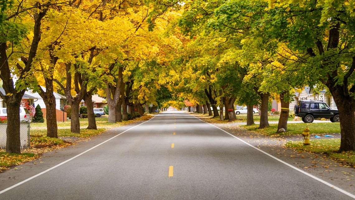 New street trees will be plating in Spokane neighborhoods | krem.com