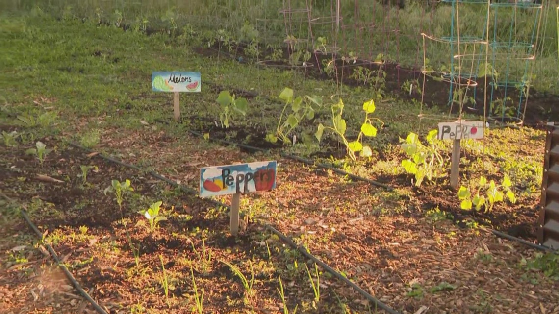 Monarch Pathway Project takes flight in West Central Spokane | krem.com