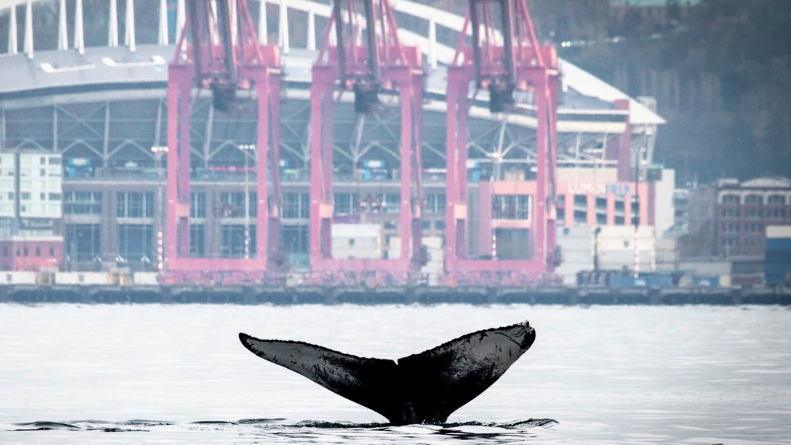 Stunning photos capture humpback whale's Seattle visit | krem.com