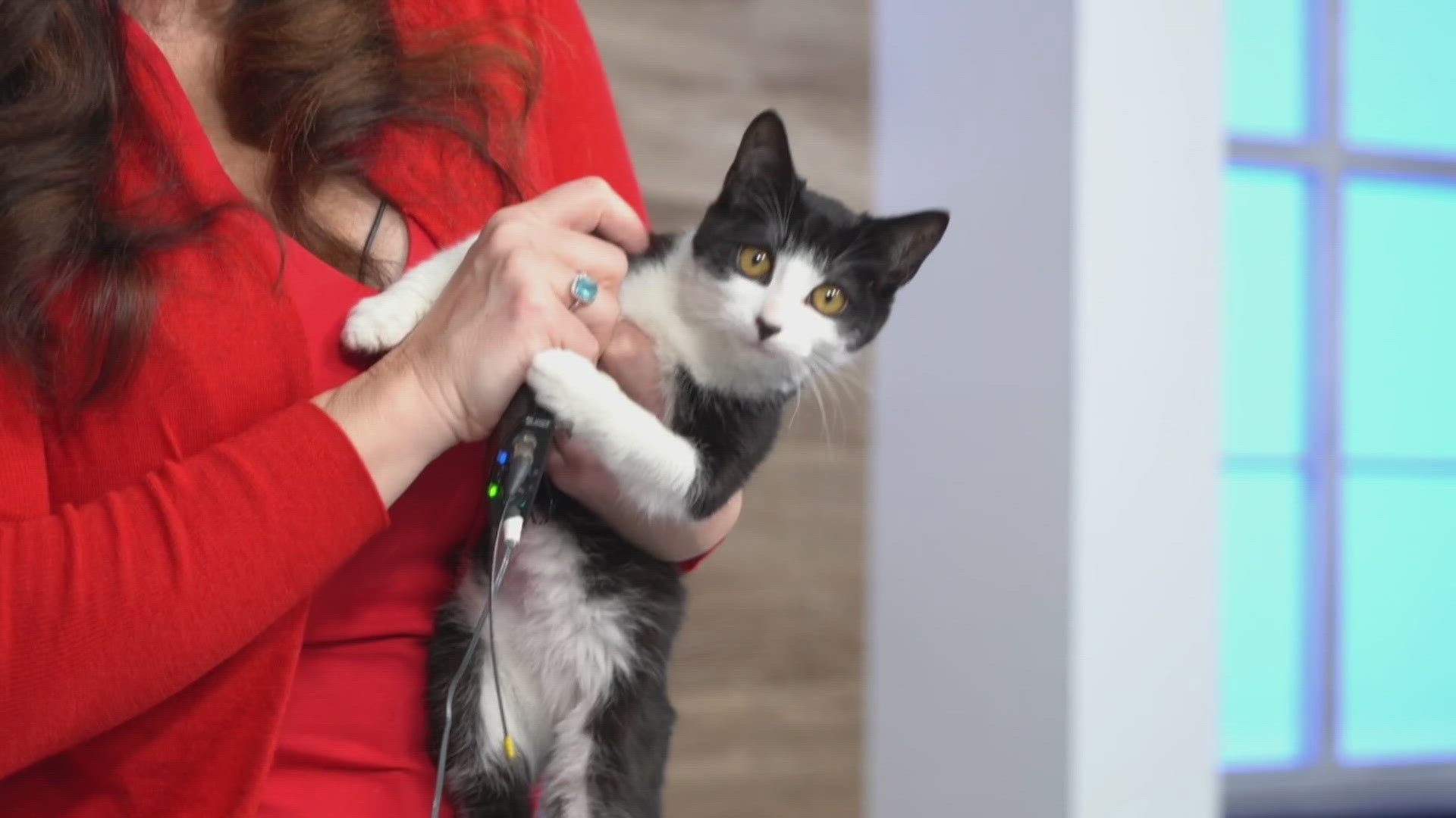 Pick of the Litter: Meet Charlie Chaplin, who's available for adoption ...