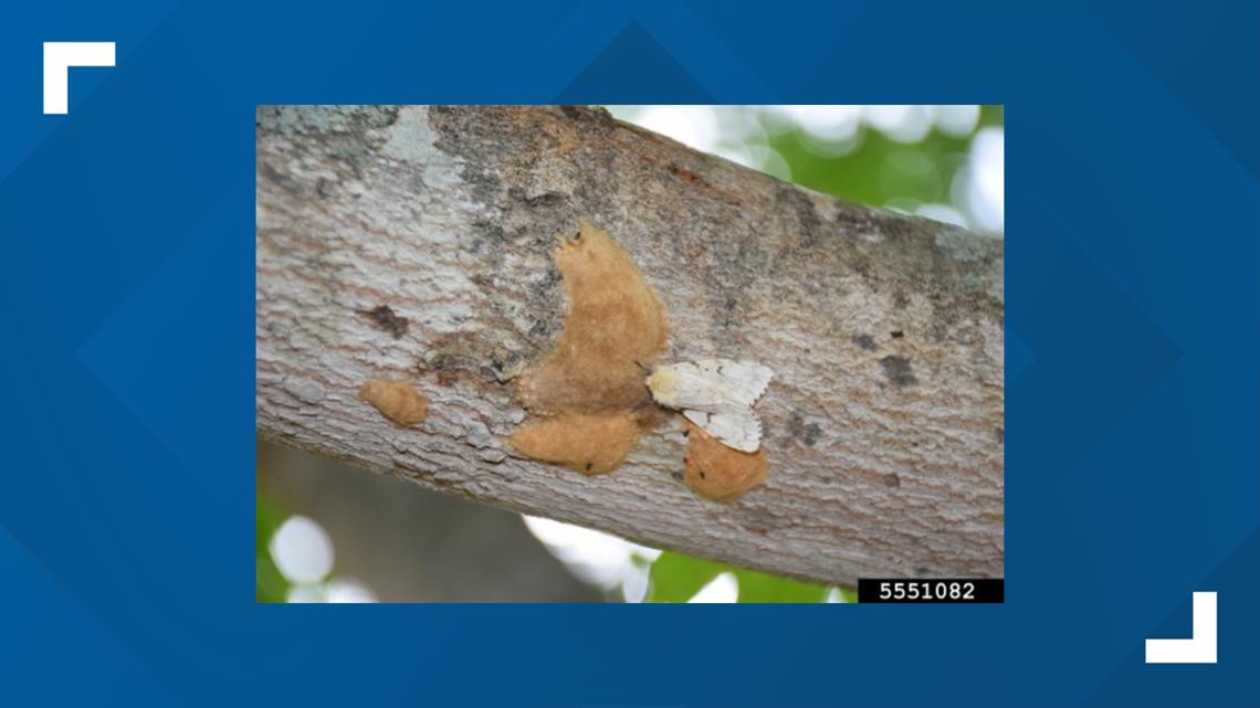 Invasive moth detected in Sandpoint | krem.com
