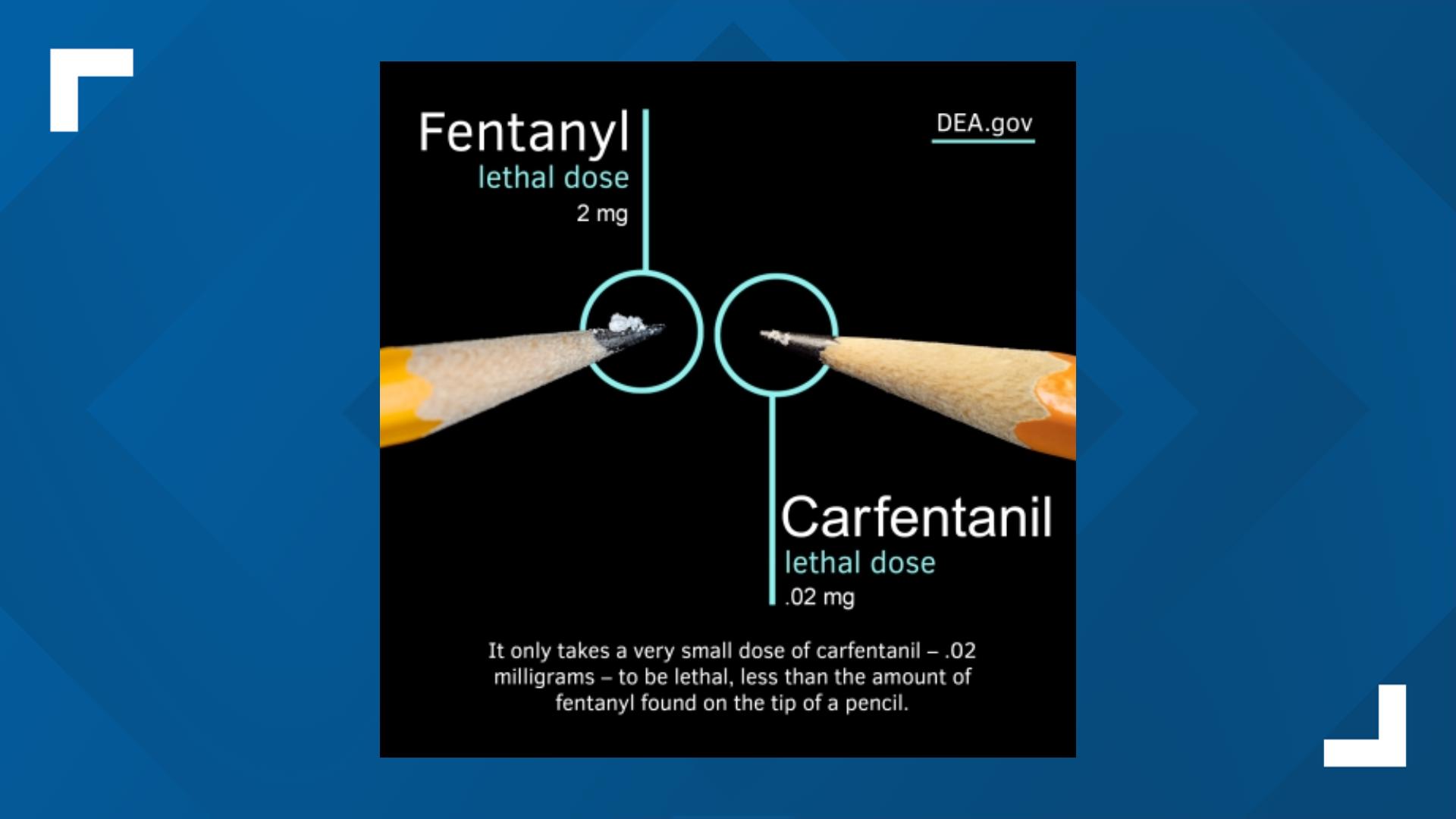DEA seizes more than 50,000 carfentanil pills in Washington | krem.com