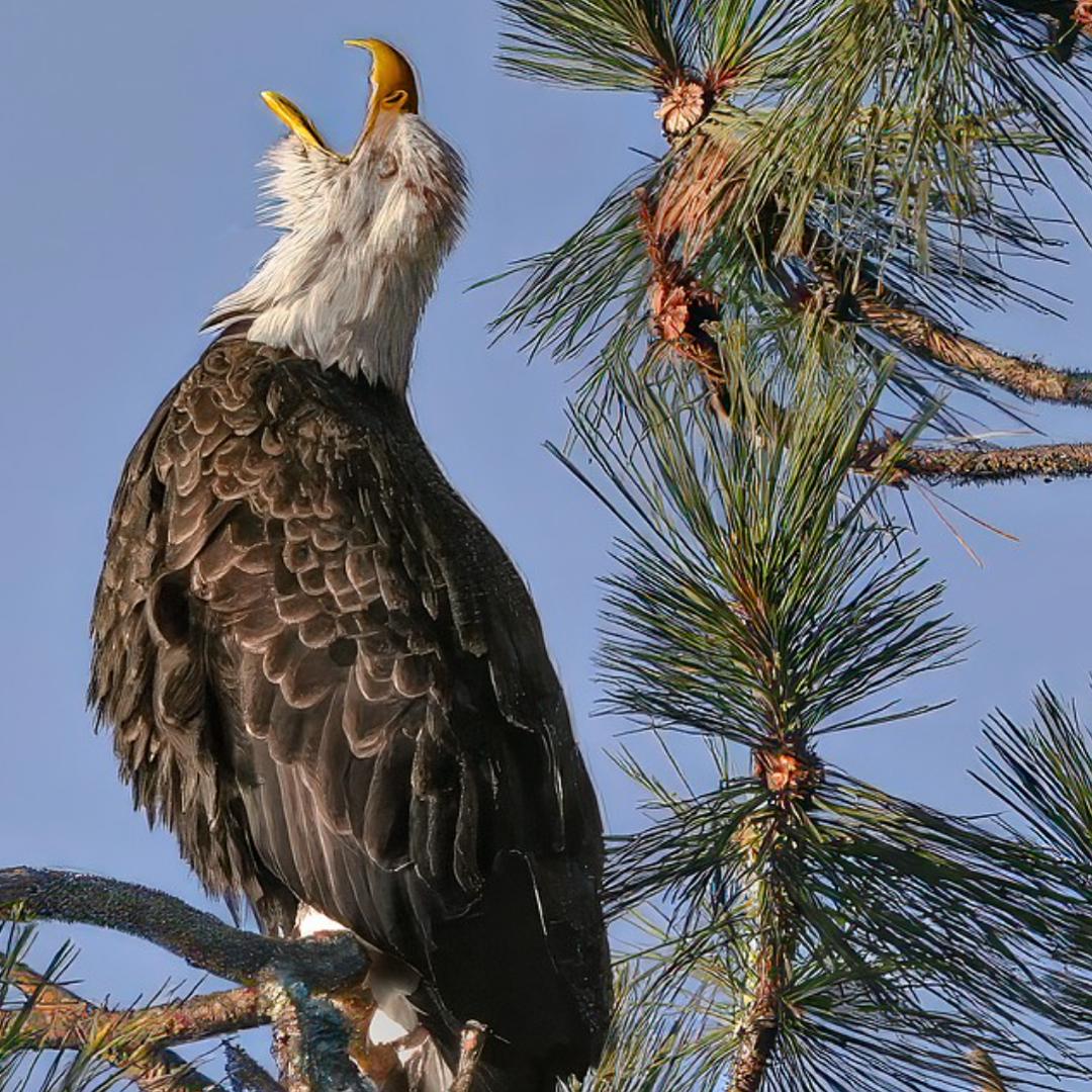 Local photographer says bald eagles flocking Higgens Point in Coeur d ...