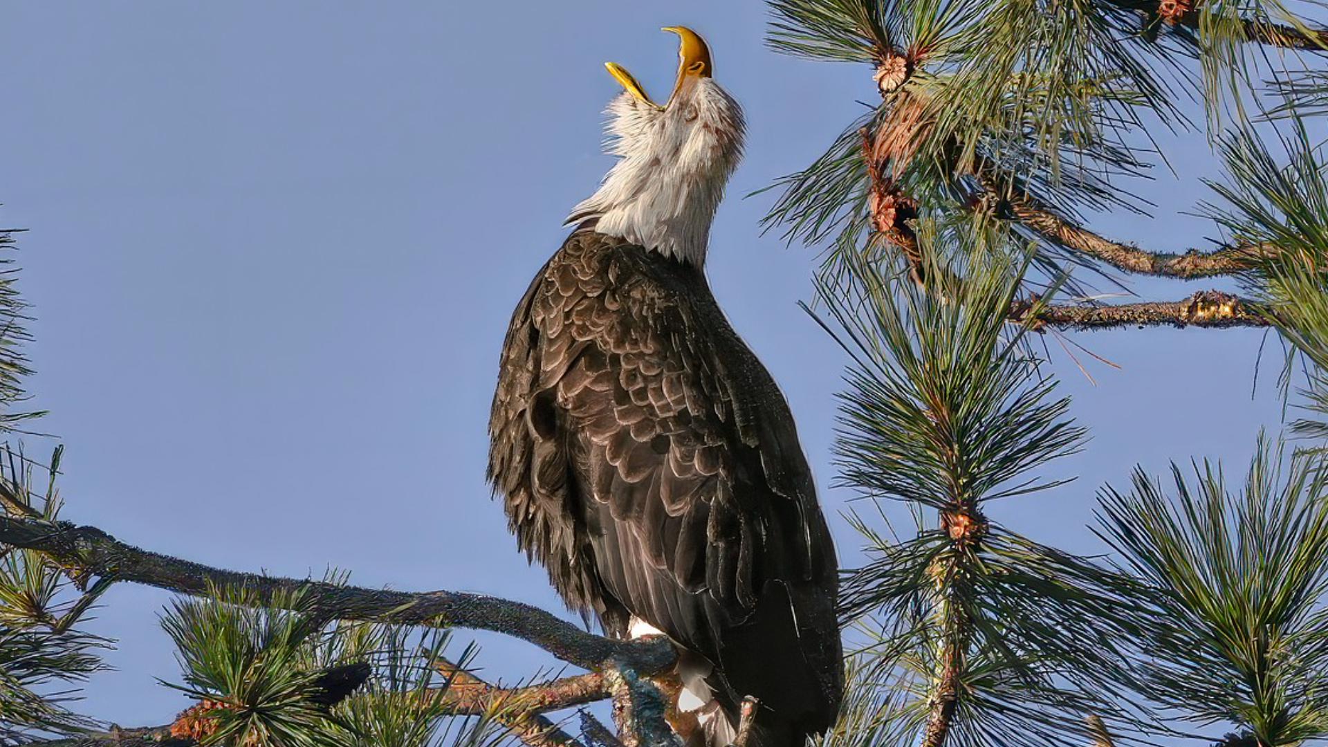 Local photographer says bald eagles flocking Higgens Point in Coeur d ...