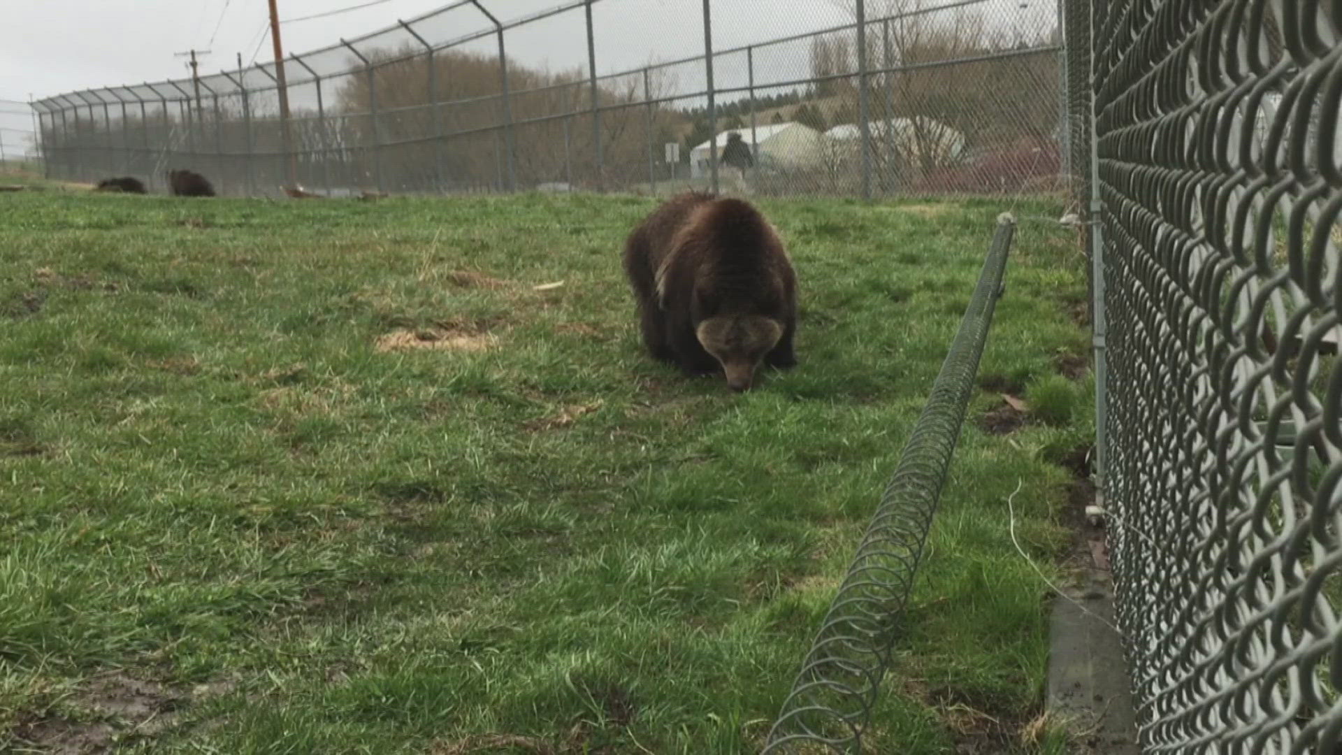 Don't poke the bear: WSU police warn visitors of felony consequences ...