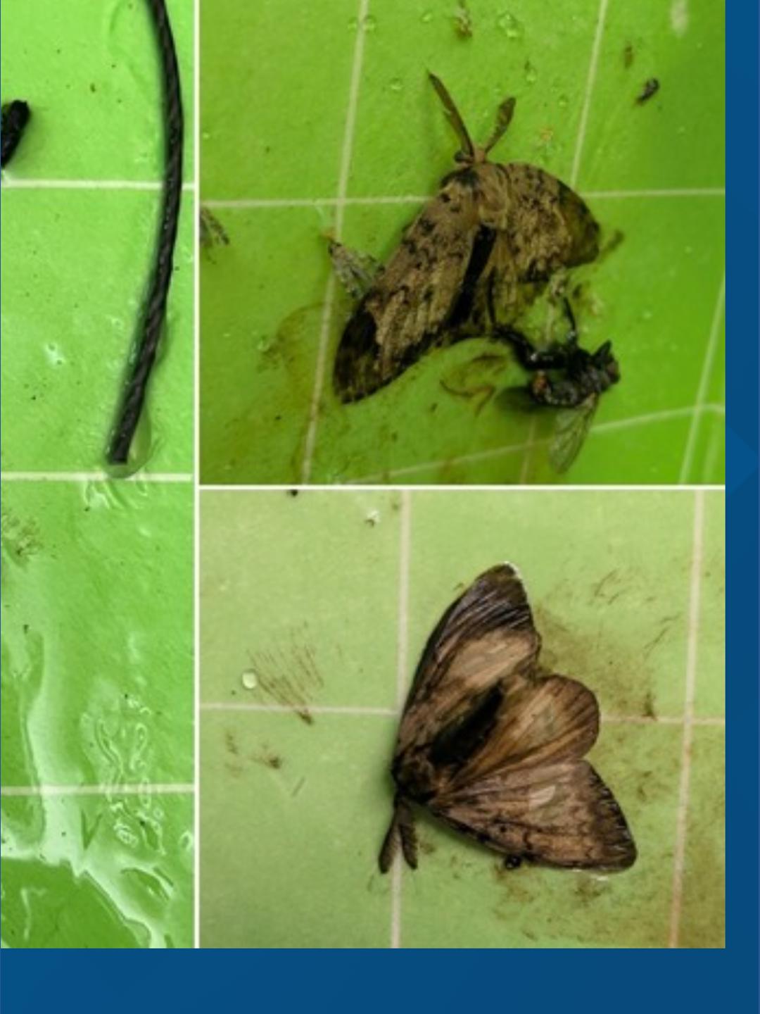 Invasive spongy moth found in Sandpoint for second year in a row | krem.com
