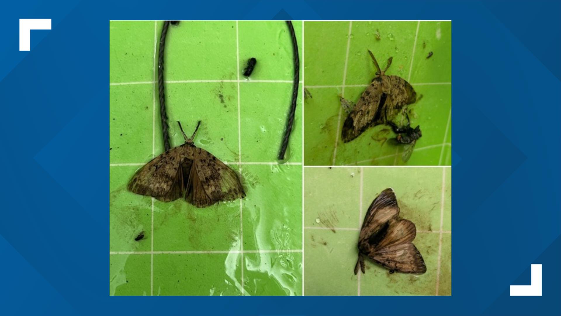 Invasive spongy moth found in Sandpoint for second year in a row | krem.com