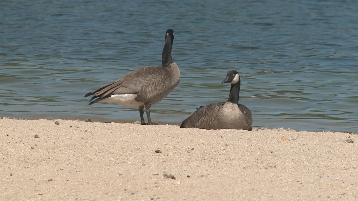 After attempt to relocate nuisance geese from Sandpoint beach, some of ...