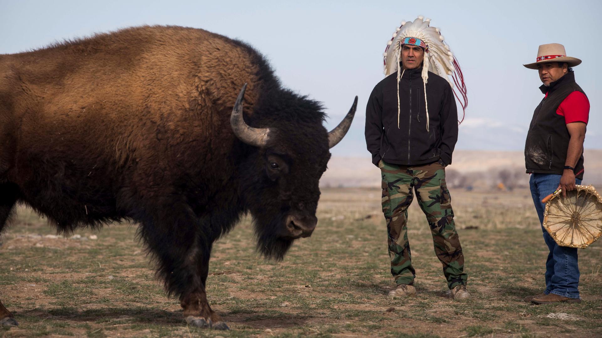 Eastern Shoshone tribe decided to classify buffalo as wildlife. Here is ...