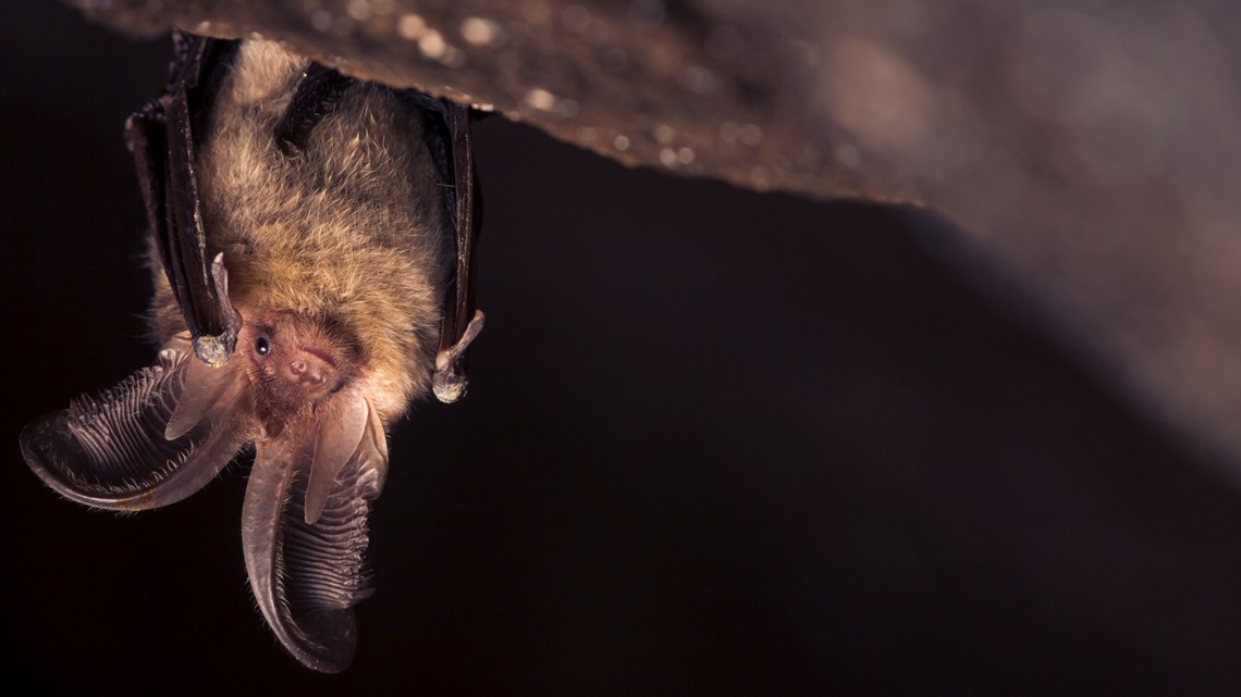 WSU study finds COVID-like virus could infect humans | krem.com