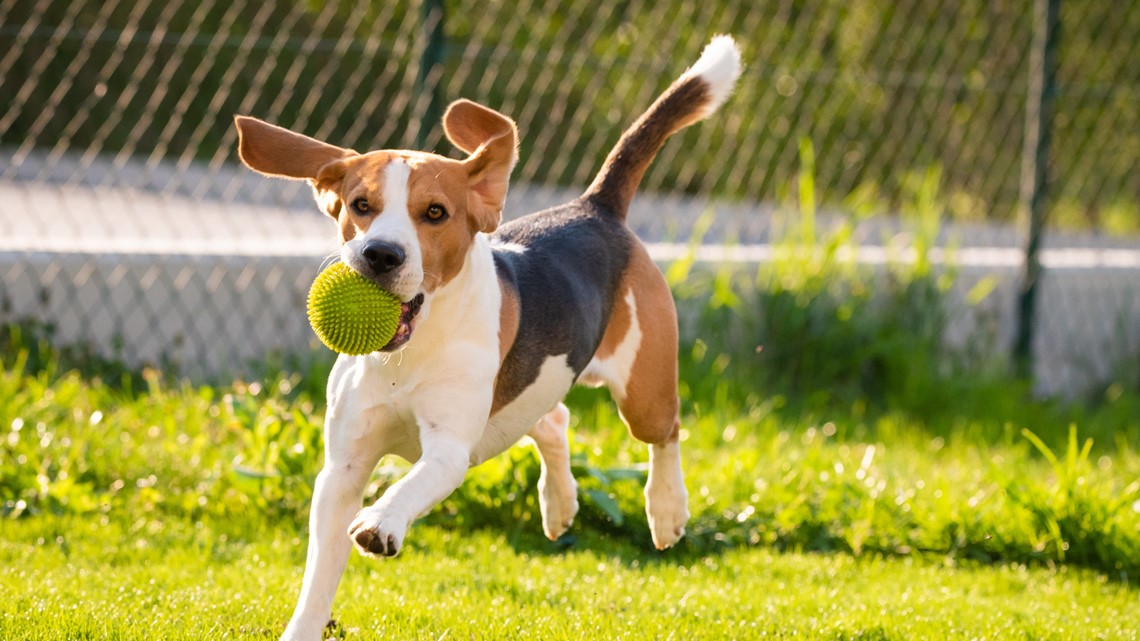 City officials seeking public input on renovations to 2 Spokane dog ...