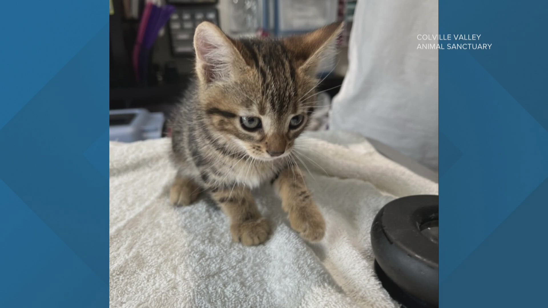 A mama cat and her four kittens were rescued after being found in the ...