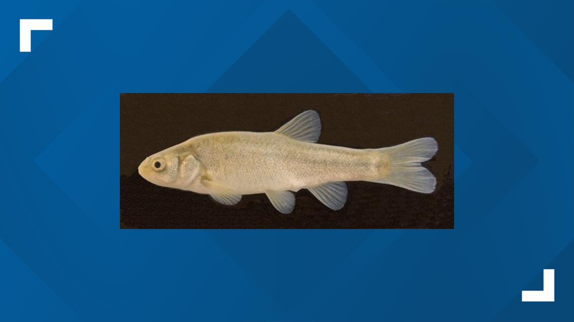Petition seeks protections for endangered fish | krem.com