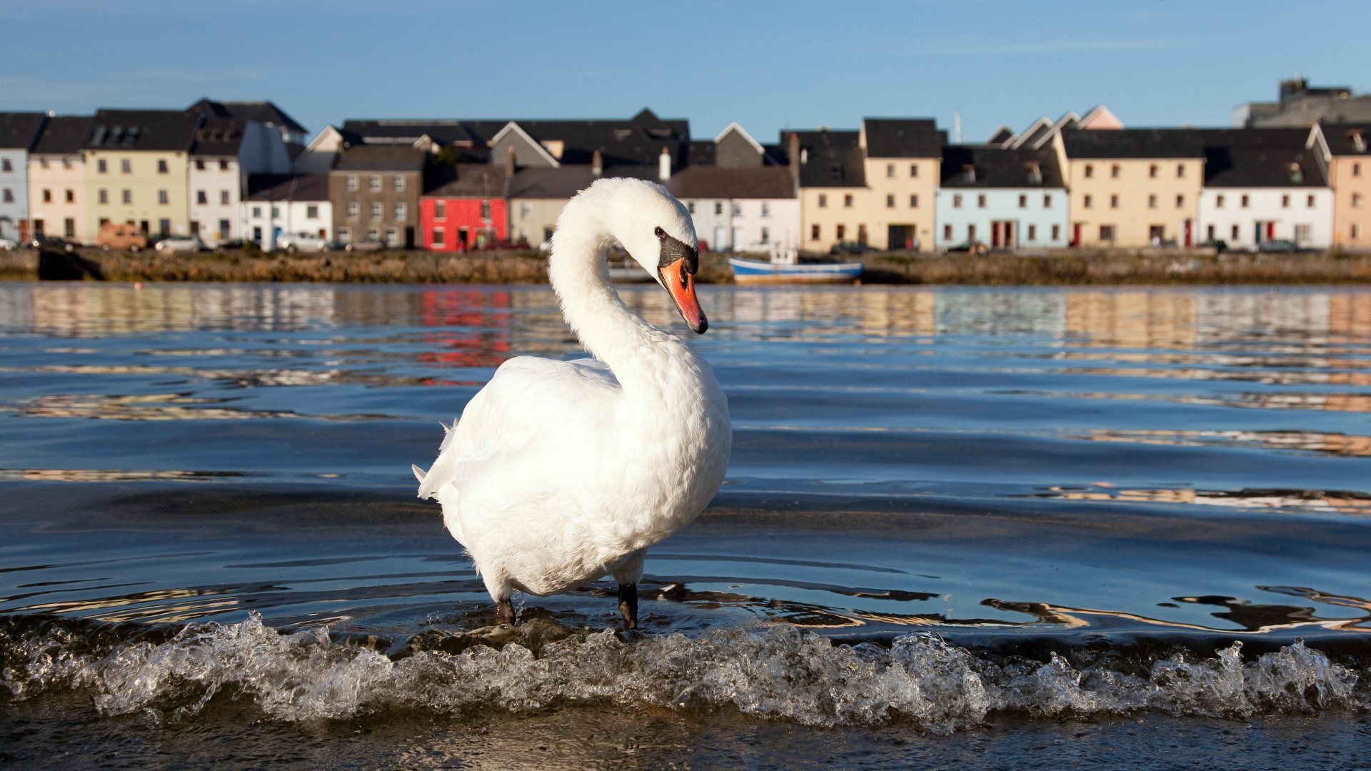 KREM 2 Photo of the Week: Swan in Ireland | krem.com