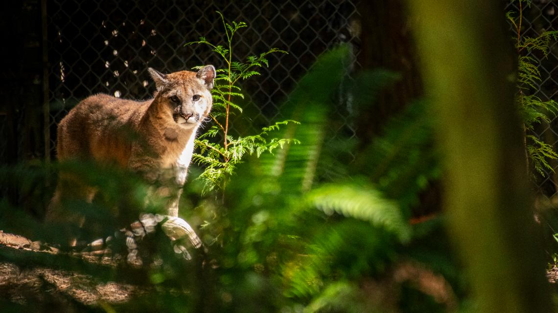 Cougar cubs Sullivan and Sienna to make debut at Northwest Trek ...