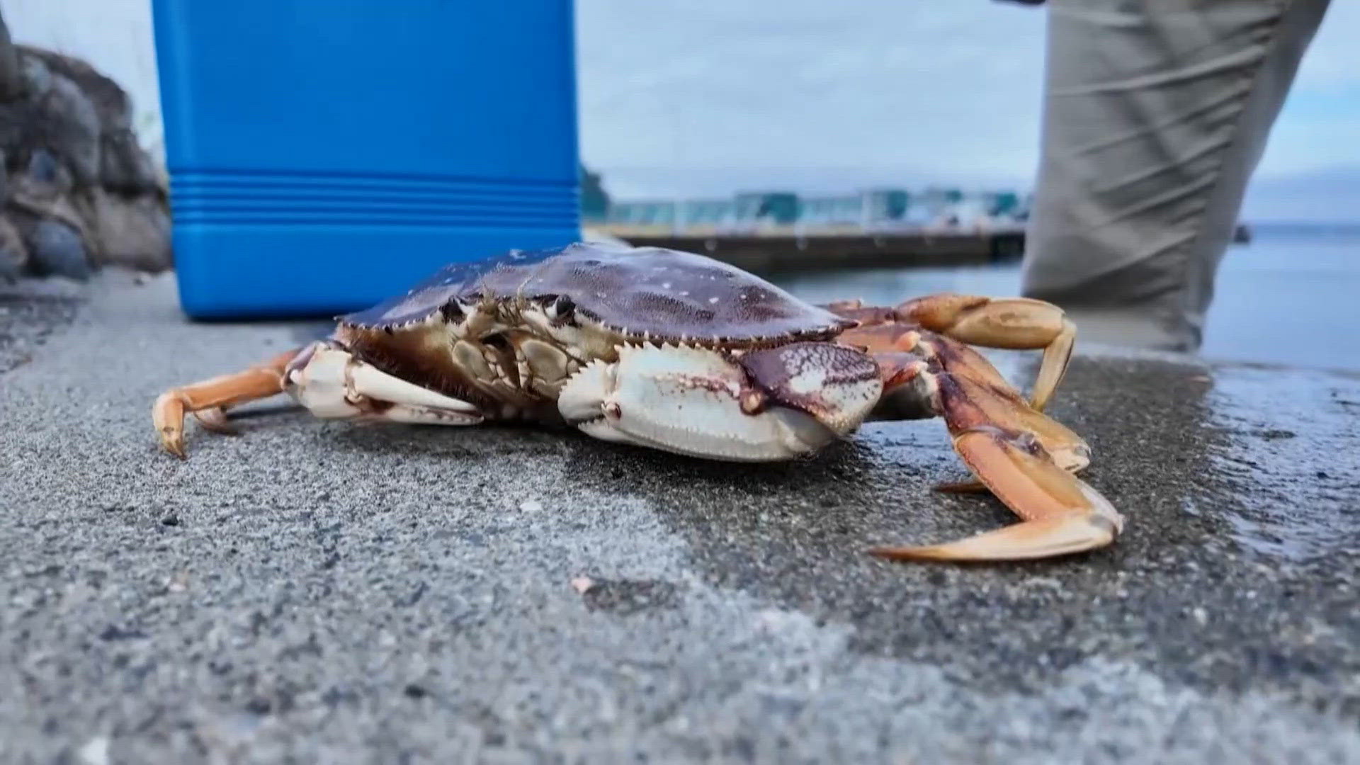 Environment Northwest: WDFW asking for help tracking tagged Dungeness ...