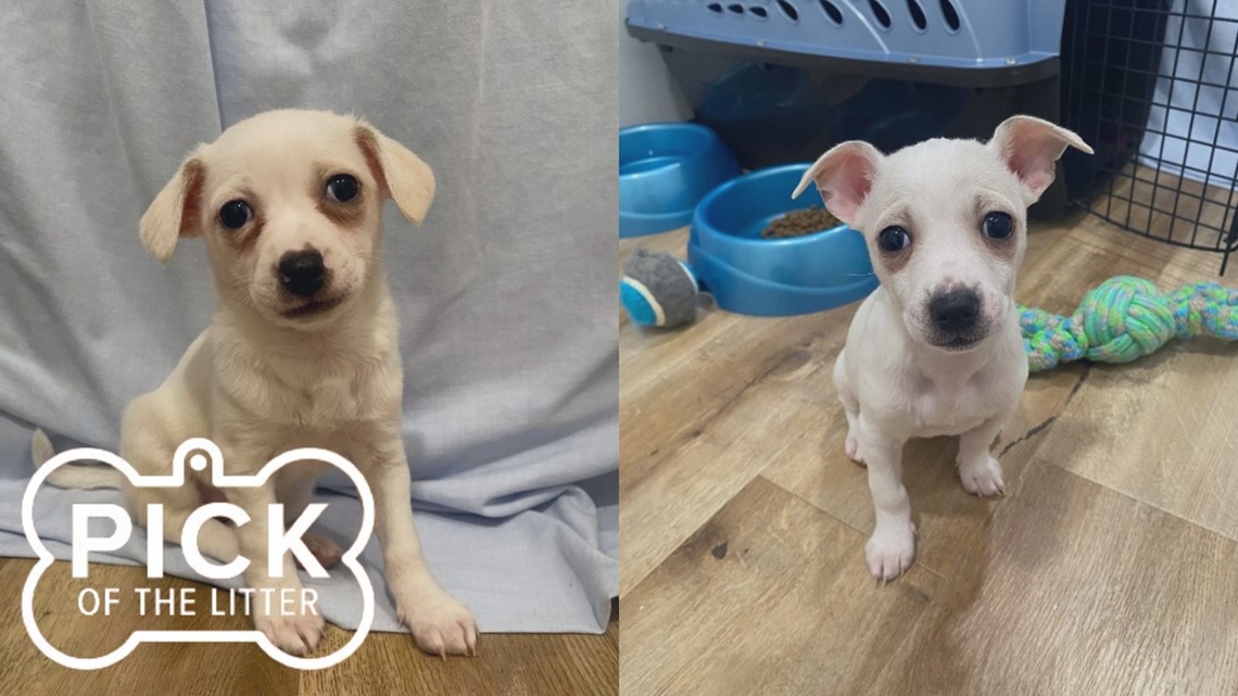 Meet Pixie & Whopper! Pick of the Litter on Tuesday, March 19, 2024 | krem.com