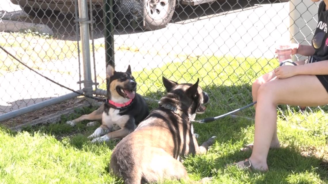 SpokAnimal gets $130K grant to help pet owners | krem.com