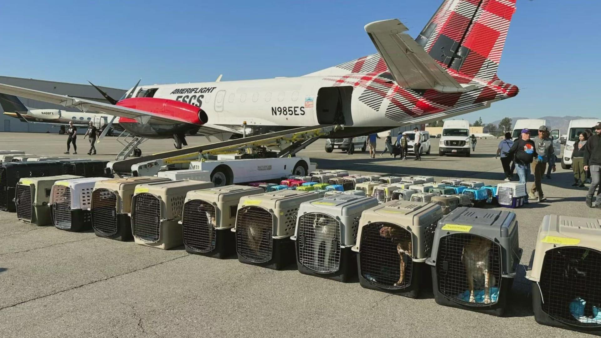 Spokanimal aids in relocation of LA animals as wildfires cause ...