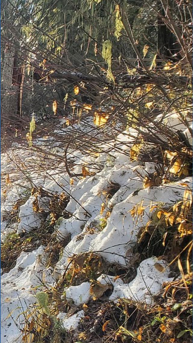 Volunteers clear nearly 500 fallen trees from Forest Service roads ...