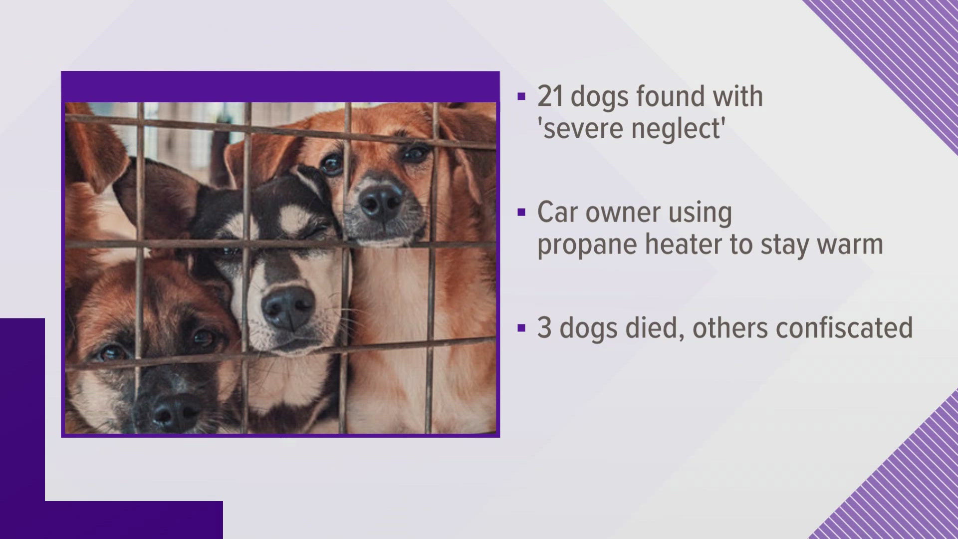 Omak Police confiscate 21 neglected dogs after car fire | krem.com
