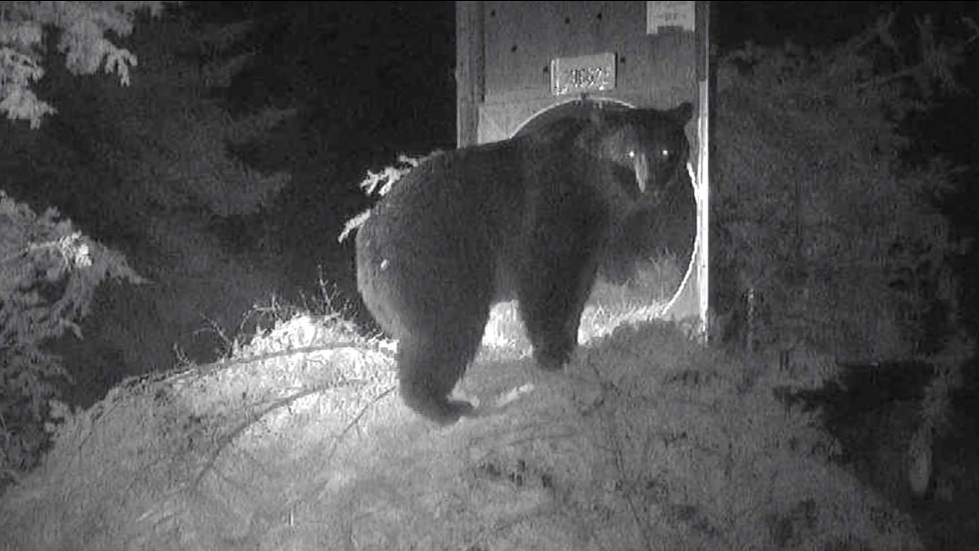 Grizzly bear caught in Stevens County after killing chickens | krem.com