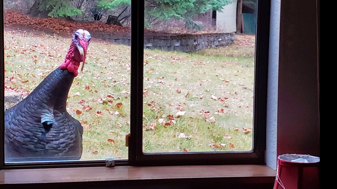 Turkey peeps in Elk woman's window, internet creates clever captions ...