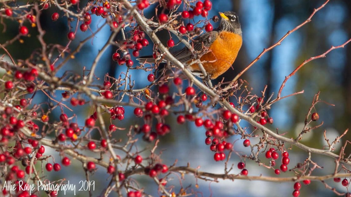 Are robins a sign spring is near? | krem.com