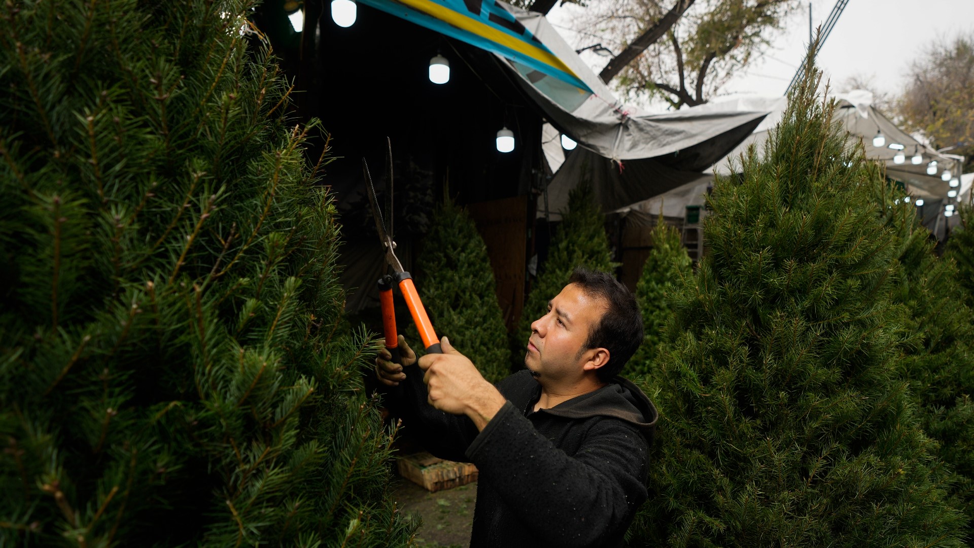 As climate warms, that perfect Christmas tree may depend on growers ...