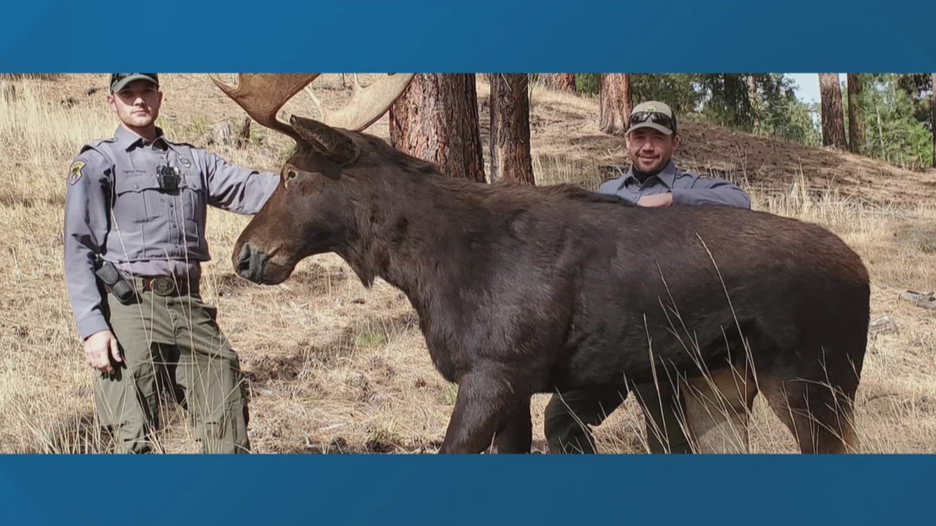 Idaho Fish and Game warns hunters of animal decoys used to catch ...