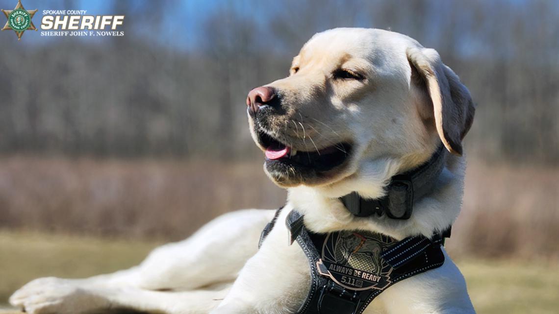 Meet Hadi, Spokane County Sheriff's Office's new K9 | krem.com
