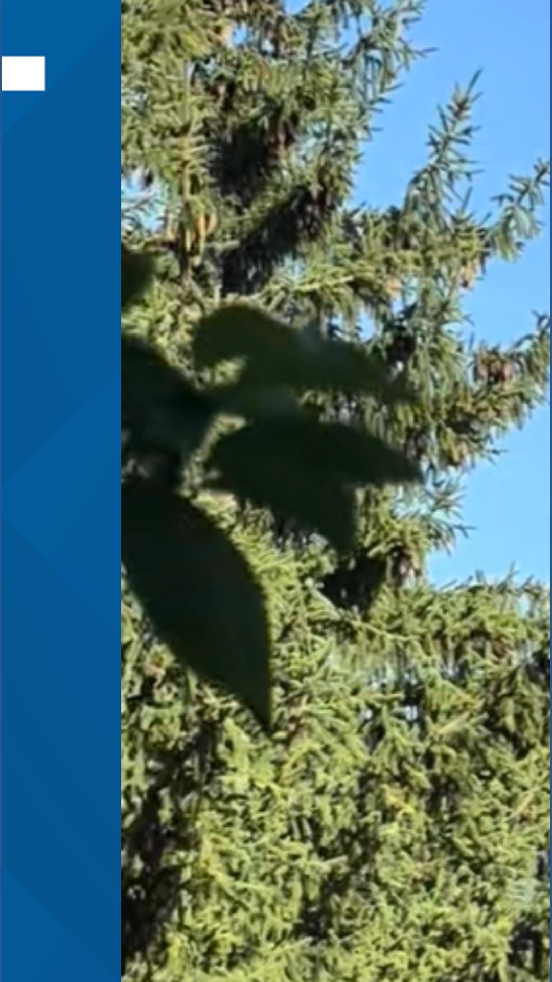 Silverwood responds to viral video of Spin Cycle ride getting stuck for ...