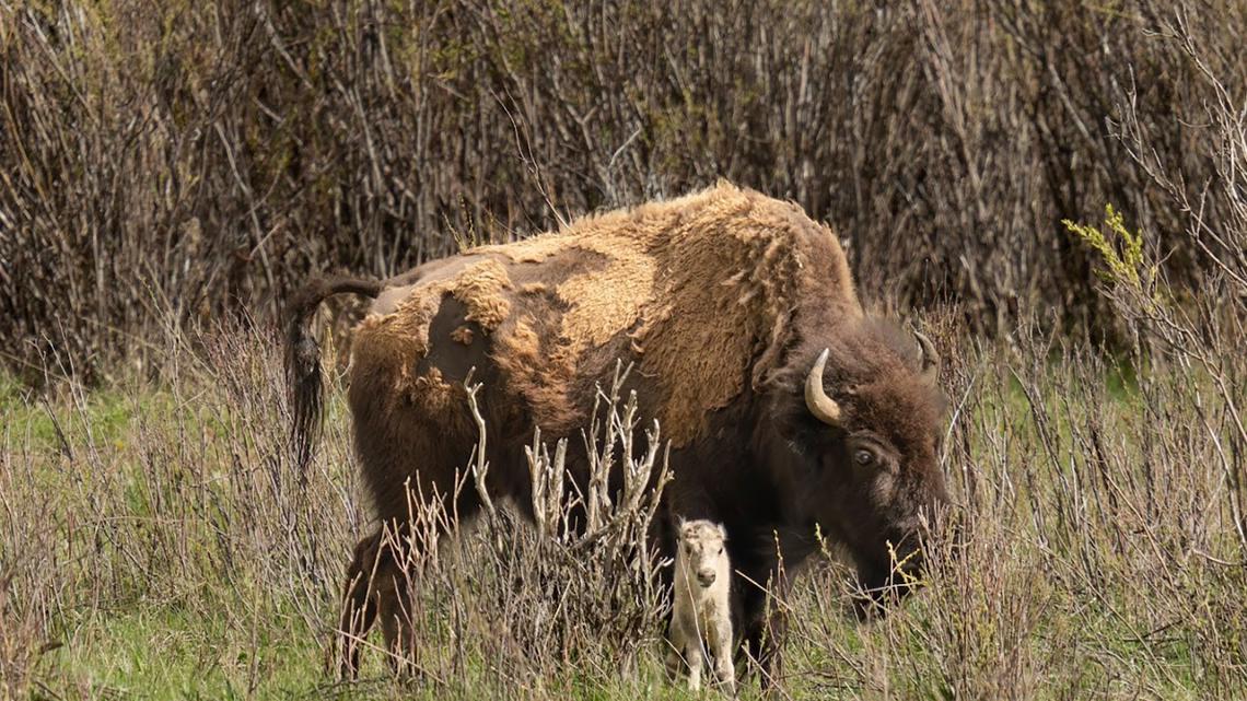 Native American ceremony will celebrate birth of white buffalo | krem.com