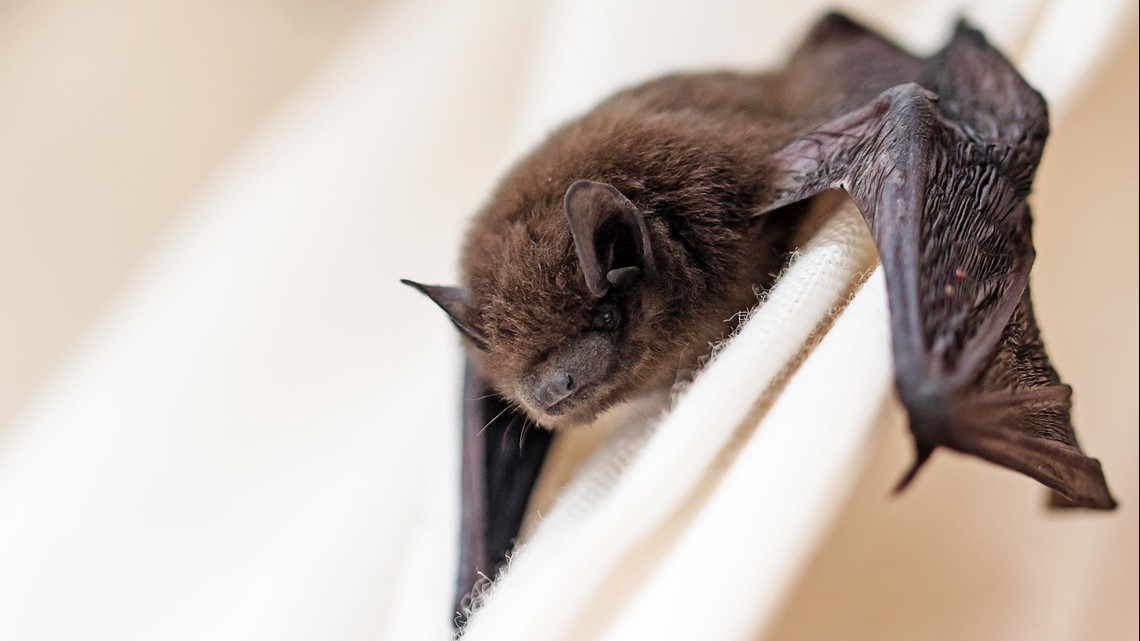Bat tests positive for rabies in Spokane County | krem.com