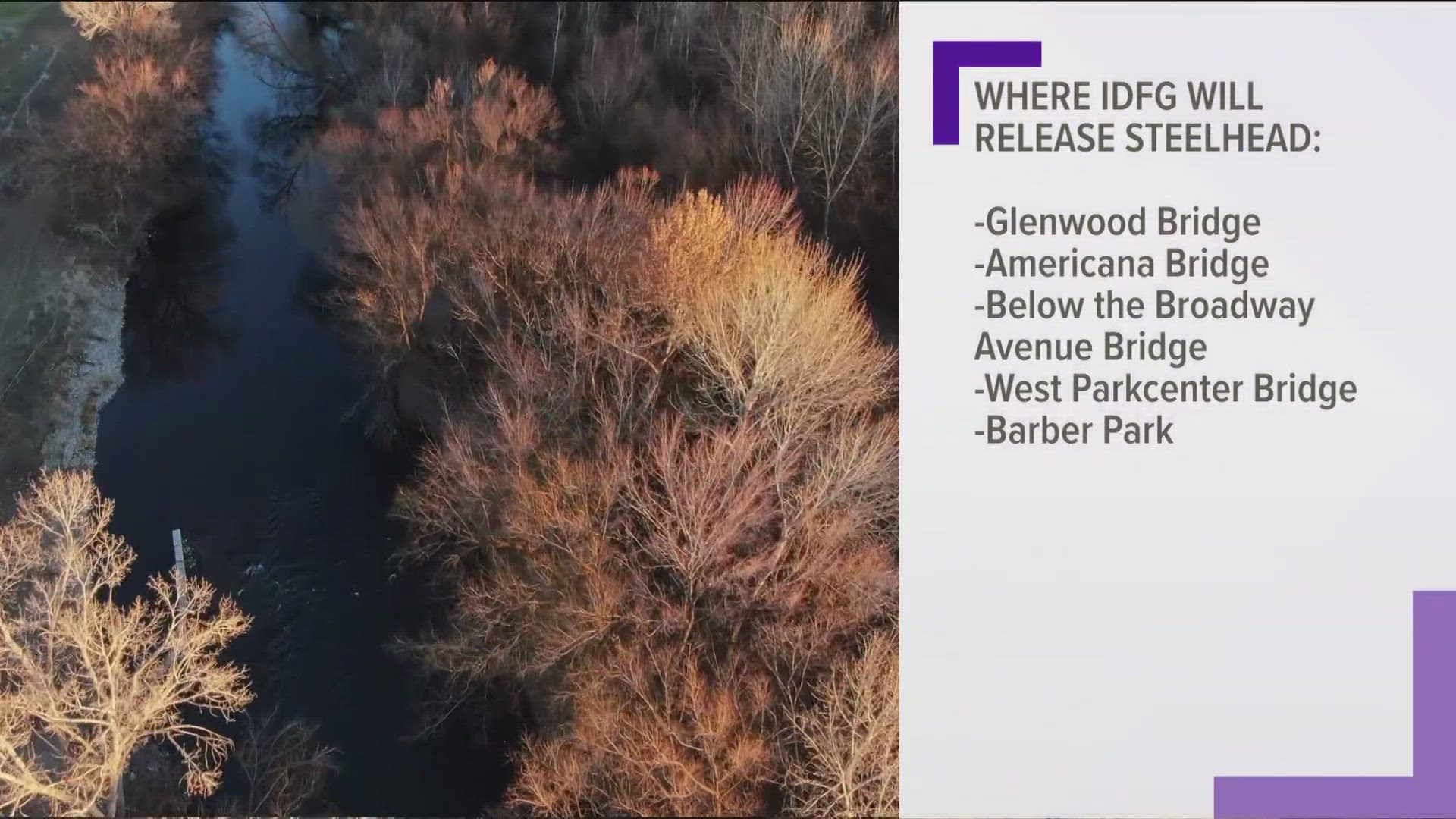 Trout-standing news: Steelhead stocking coming to Boise River | krem.com