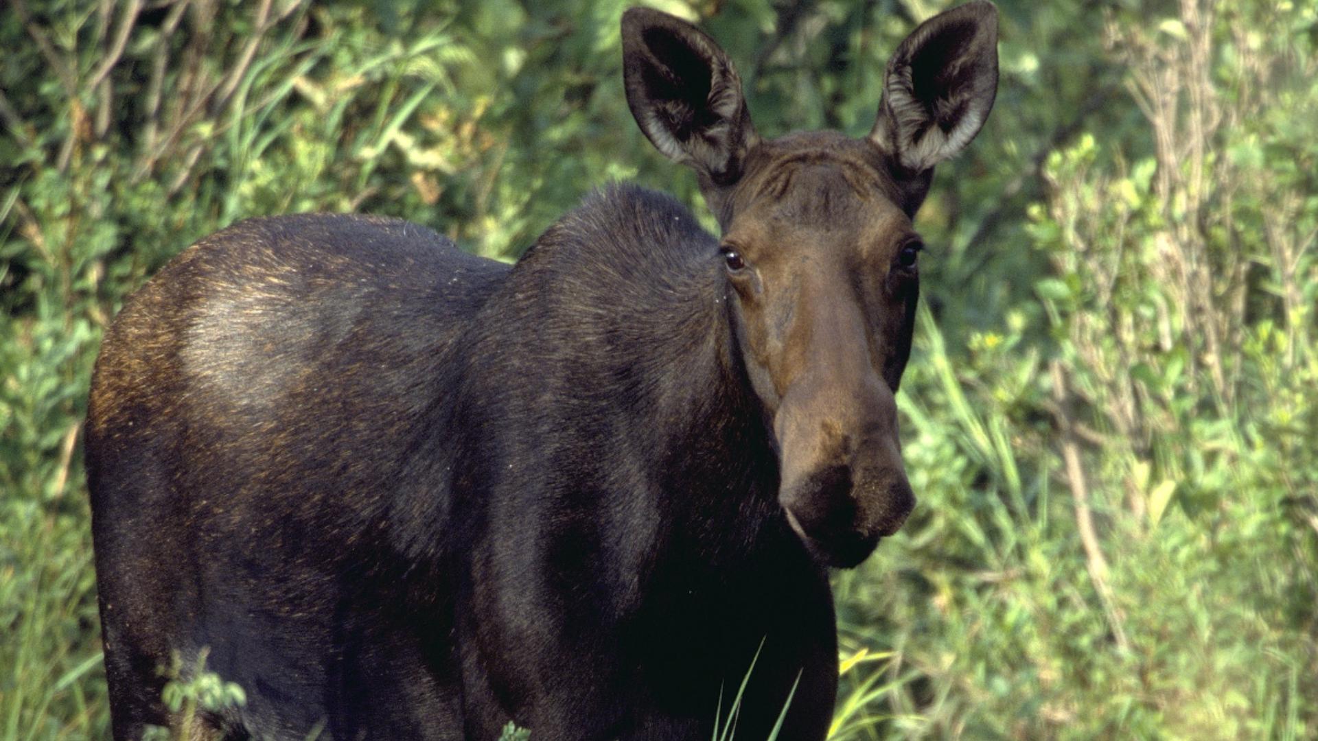 Mother moose attacks hunter in eastern Idaho | krem.com