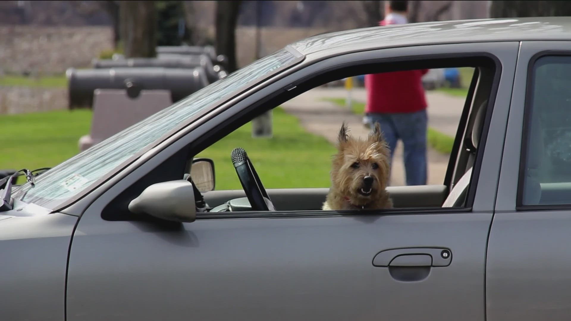 Advice for keeping pets safe during extreme heat | krem.com